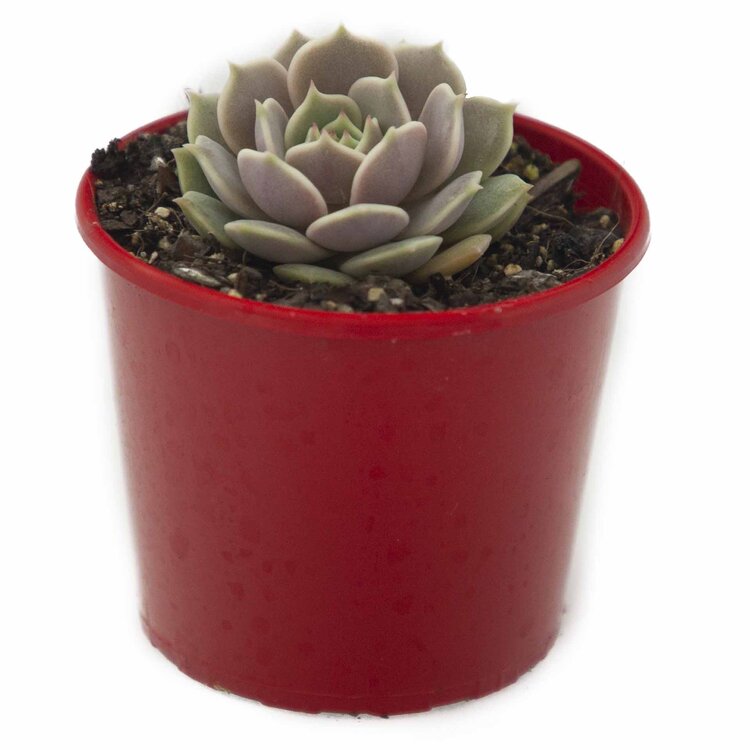 Echeveria Lola – Succulents World