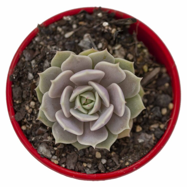 Echeveria Lola – Succulents World