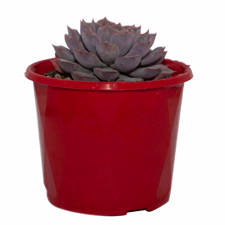 Echeveria Orion – Succulents World