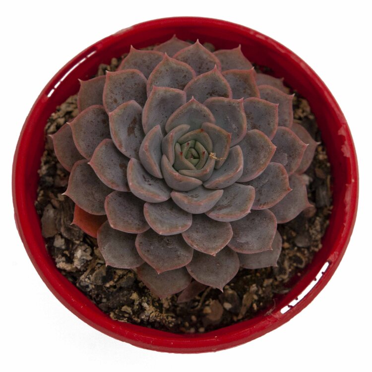 Echeveria Orion – Succulents World