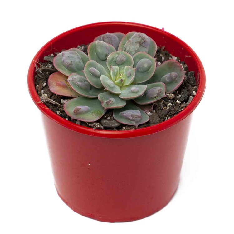 Echeveria Raindrops – Succulents World