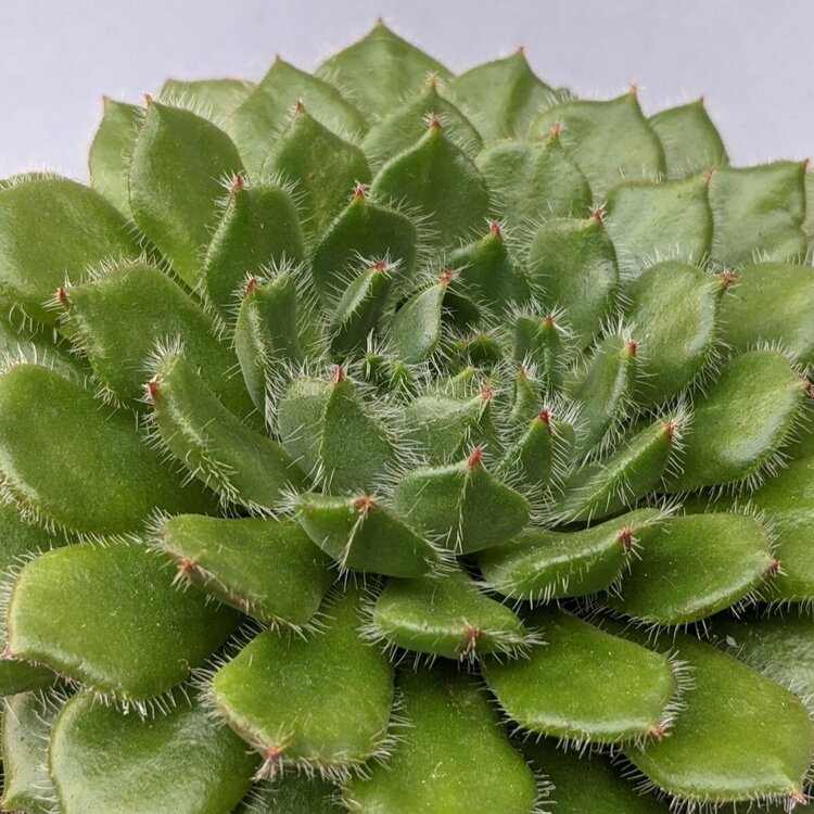 Echeveria Setosa v Ciliata – Succulents World