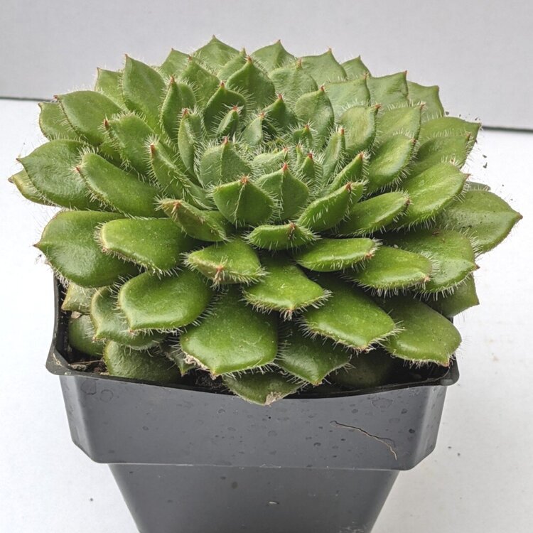 Echeveria Setosa v Ciliata – Succulents World