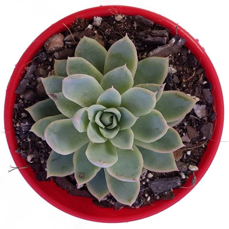 Echeveria Violet Queen – Succulents World