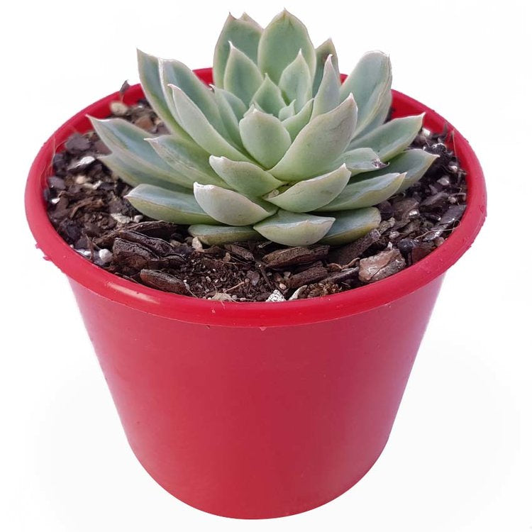 Echeveria Violet Queen – Succulents World
