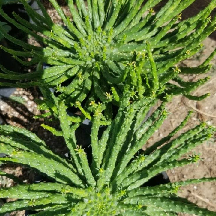 Euphorbia – Succulents World