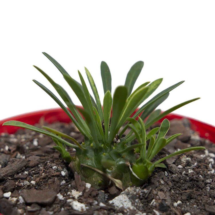 Euphorbia Bupleurifolia x Susannae – Succulents World