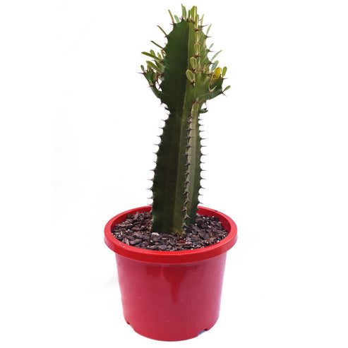 Buy Euphorbia Cowboy (African Milk Tree) | Succulents World Australia