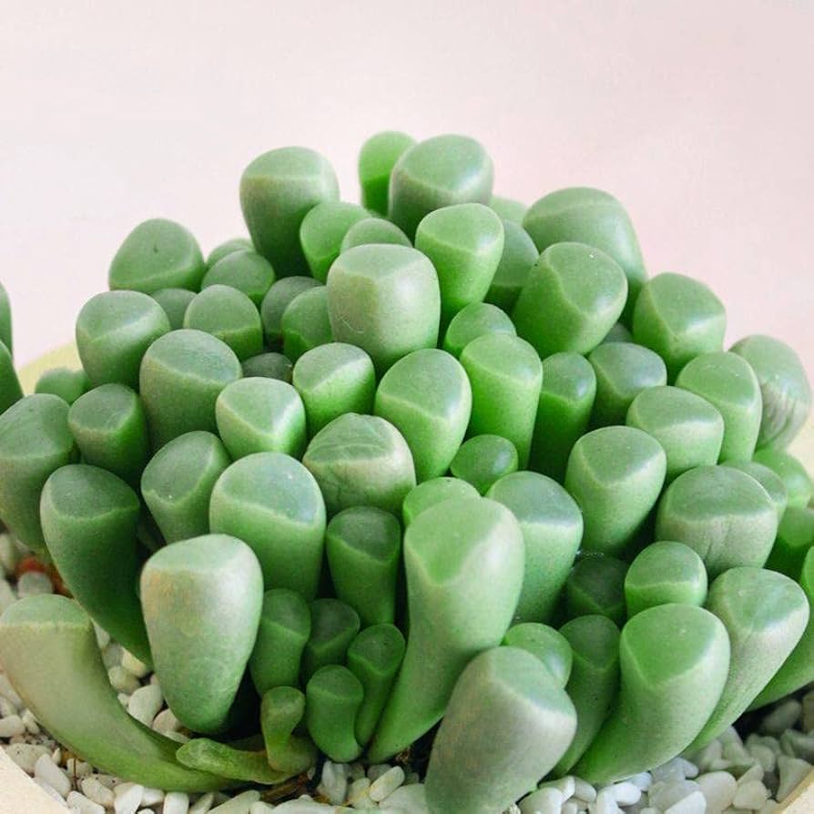 Fenestraria Baby's Toes 80mm – Succulents World