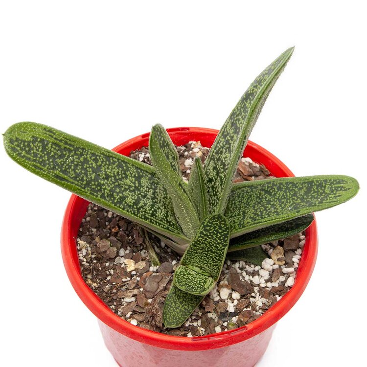 Gasteria Big Brother – Succulents World