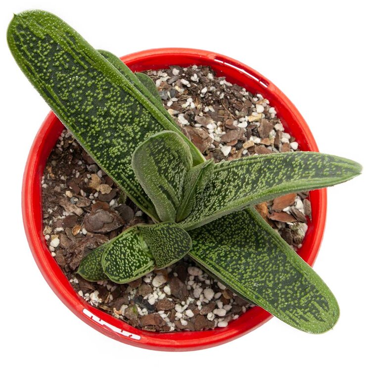 Gasteria Big Brother – Succulents World