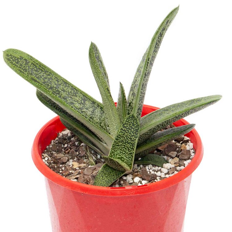 Gasteria Big Brother – Succulents World
