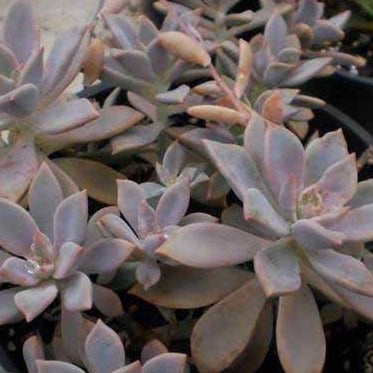 Graptoveria Rose Queen – Succulents World