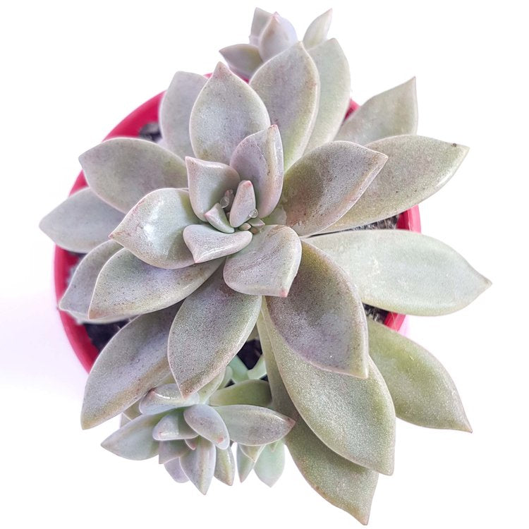 Graptoveria Rose Queen – My Store
