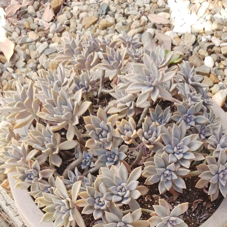 Graptoveria Rose Queen – Succulents World