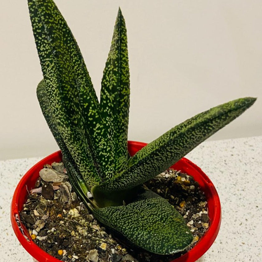 Gasteria Batesiana – Succulents World