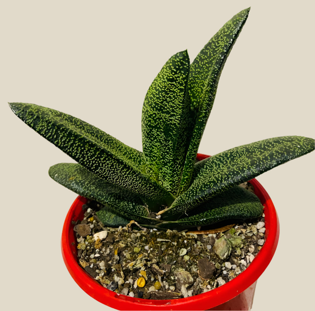 Gasteria Batesiana-130mm – Succulents World