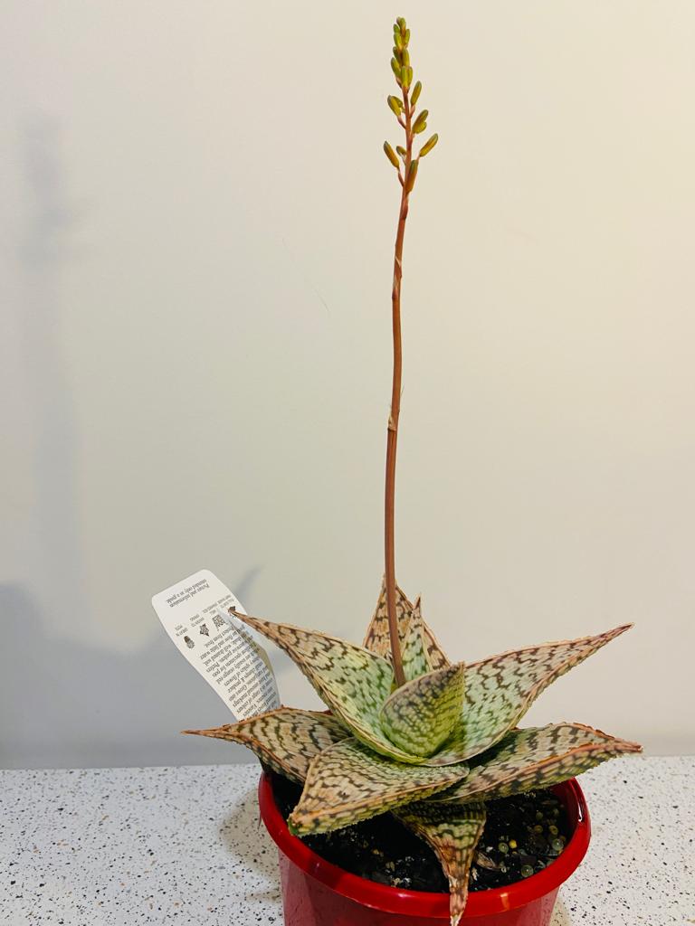 Aloe Hybrid Delta Lights 130mm – Succulents World