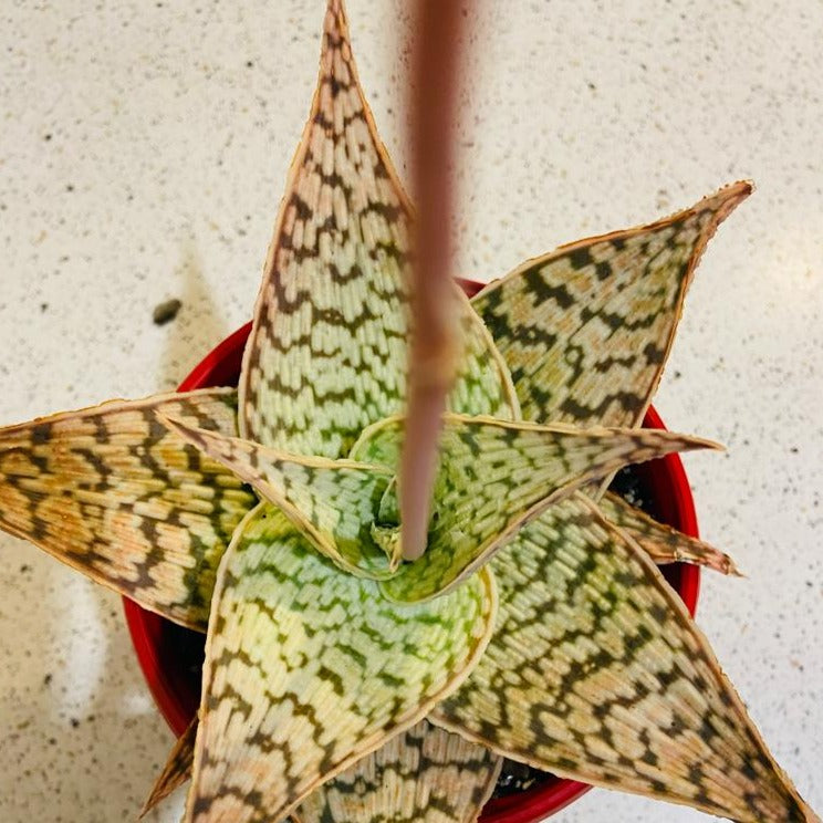Aloe Hybrid Delta Lights – Succulents World