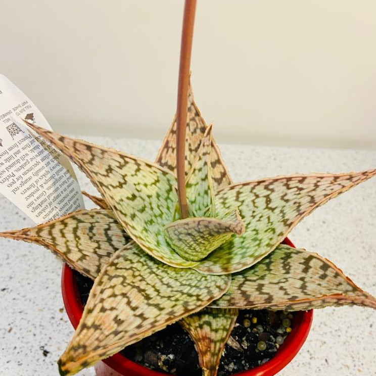 Aloe Hybrid Delta Lights 130mm – Succulents World