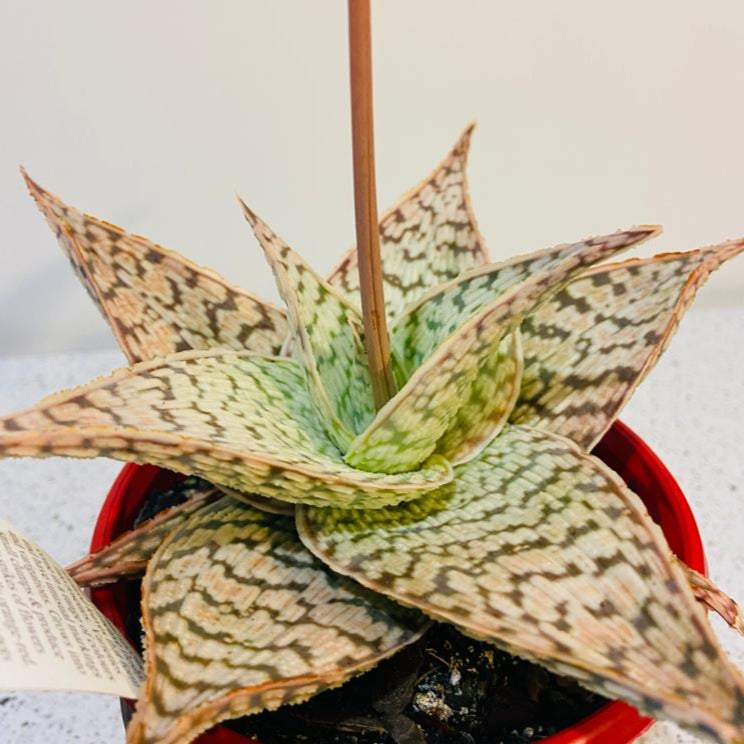 Aloe Hybrid Delta Lights – Succulents World