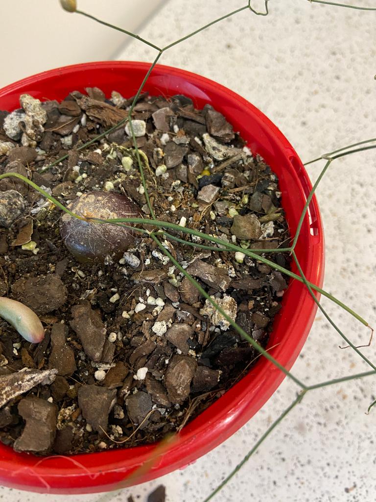 Drimia Intricata – Succulents World