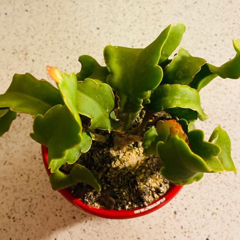 Epiphyllum Curly Sue – Succulents World