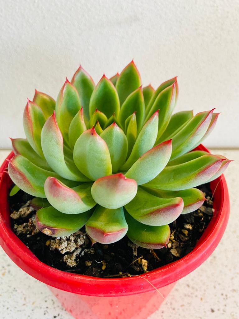 Echeveria Polgara – Succulents World