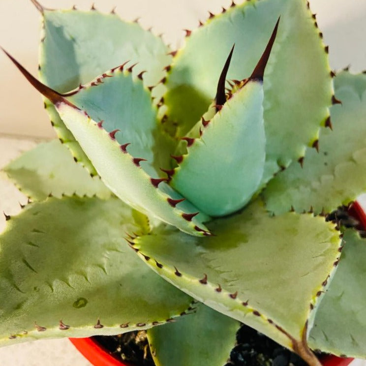 Agave Dragon Toes – Succulents World