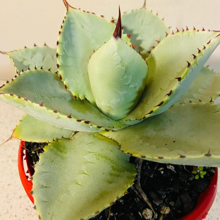 Agave Dragon Toes – Succulents World