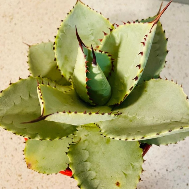 Agave Dragon Toes – Succulents World