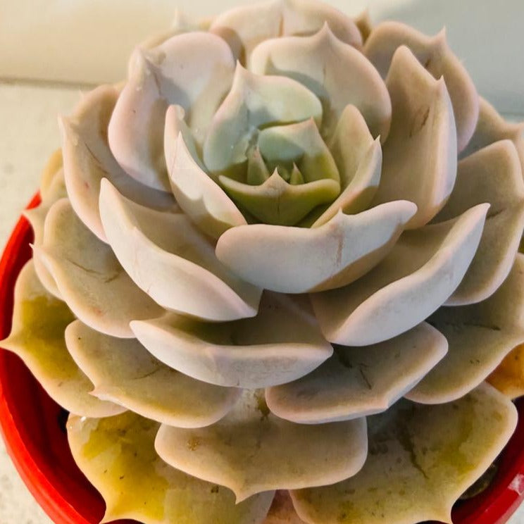 Echeveria Pollux – Succulents World