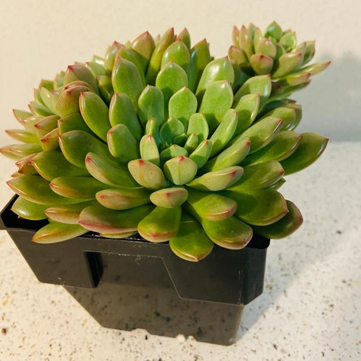 Graptoveria Pink Ruby – Succulents World