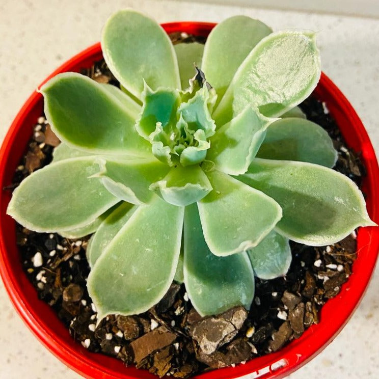 Echeveria Simulans Ascenslon 130mm – Succulents World