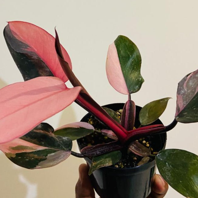 Philodendron Pink Princess – Succulents World