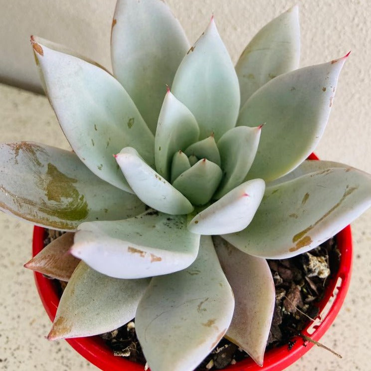 Echeveria Mexican Giant – Succulents World
