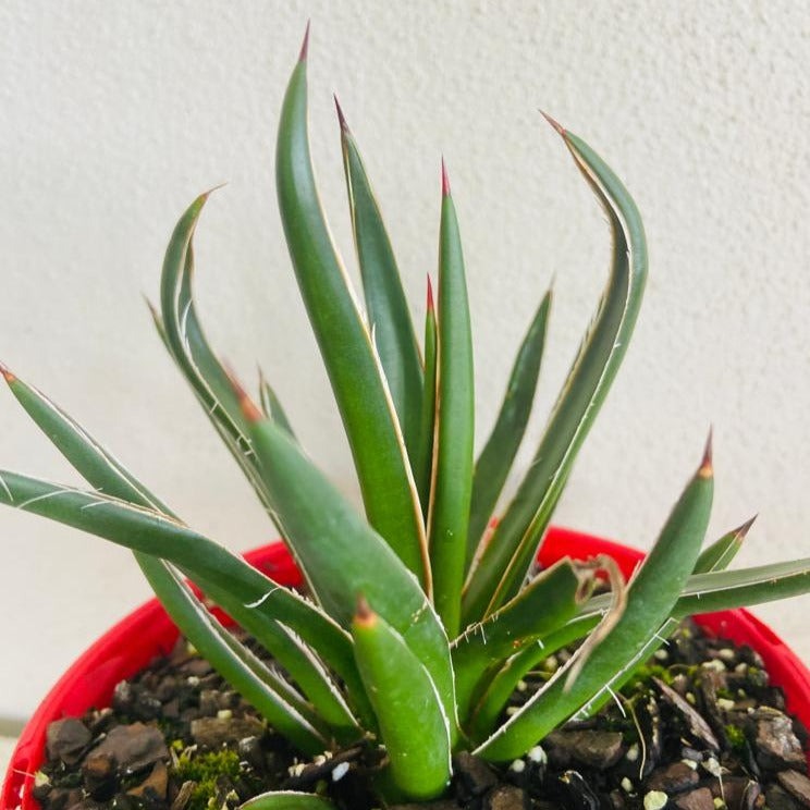 Agave Blue Glow Narrow Leaf – Succulents World