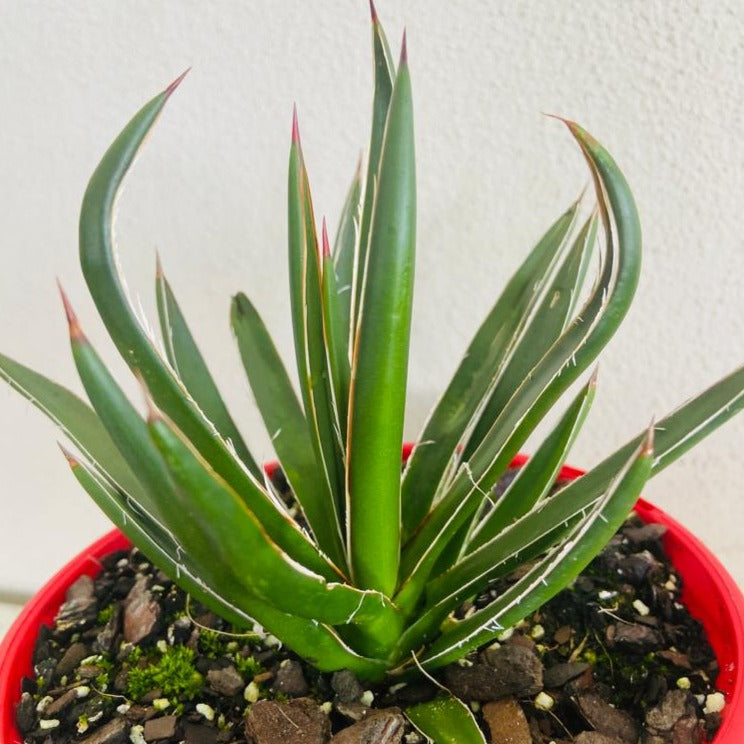 Agave Blue Glow Narrow Leaf – Succulents World