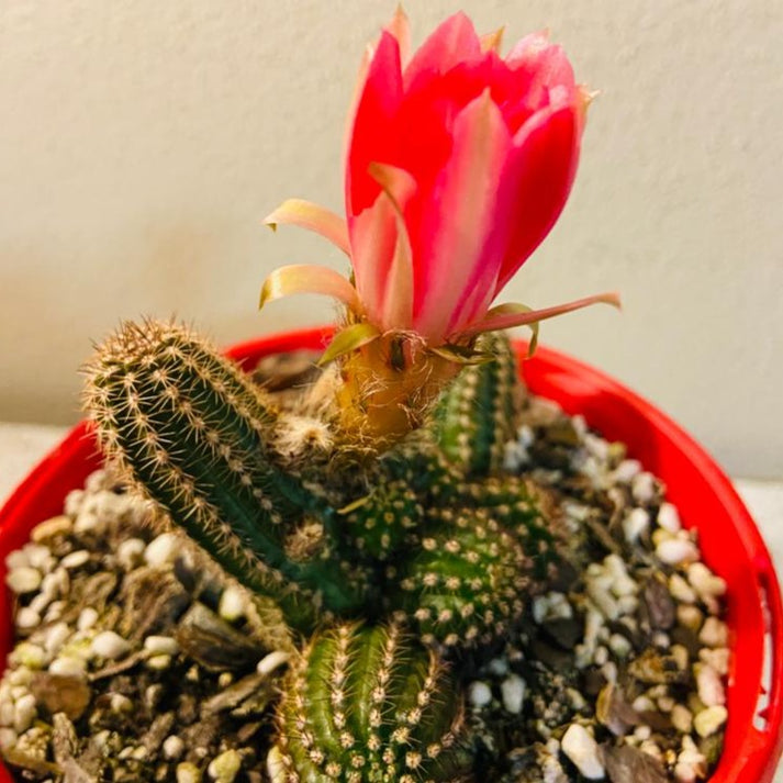 Chamaecereus Peanut Cactus – Hot Pink Blooming Succulent – Succulents World