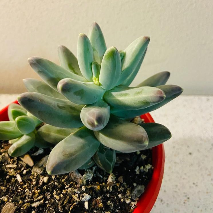 Pachyphytum Compactum – Succulents World