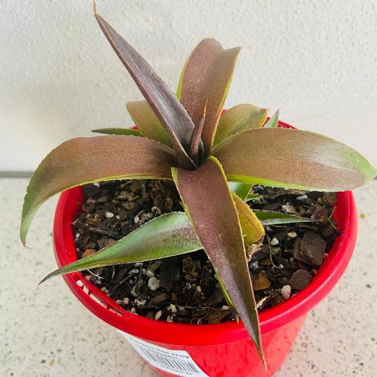 Mangave Red Wing – Succulents World