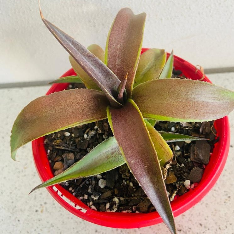 Mangave Red Wing – Succulents World