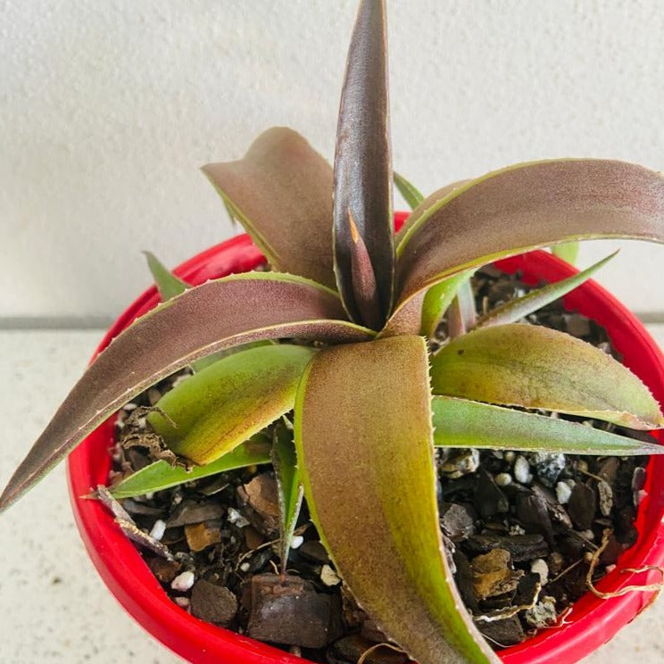 Mangave Red Wing – Succulents World