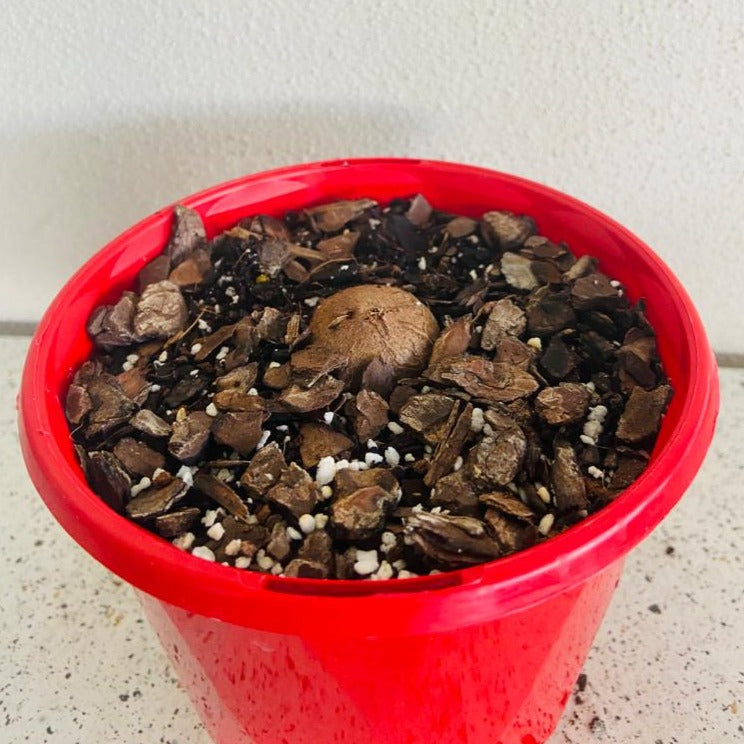 Dioscorea Elephantipes- Elephants Foot – Succulents World