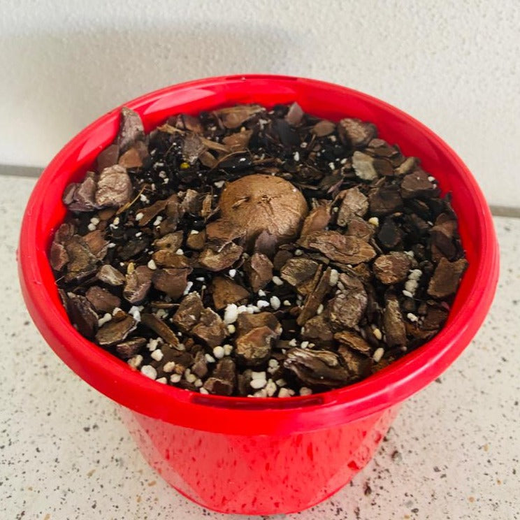 Dioscorea Elephantipes- Elephants Foot – Succulents World