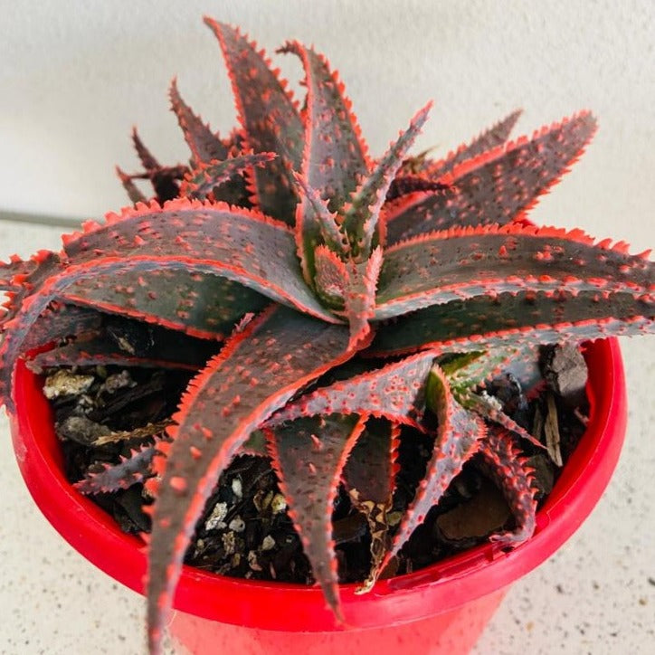 Aloe Hybrid Christmas Carol 130mm – Succulents World