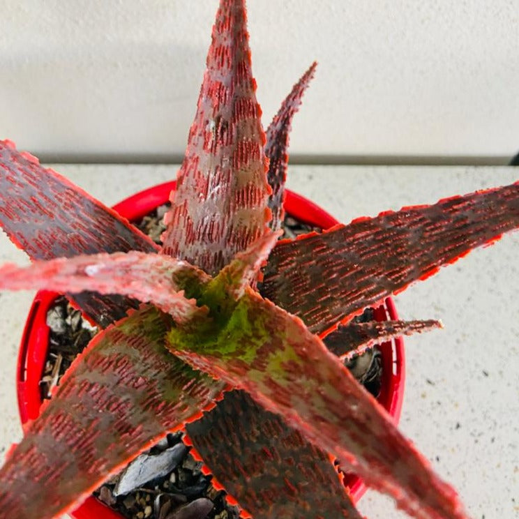 Aloe Hybrid Fish Series Snapper – Succulents World