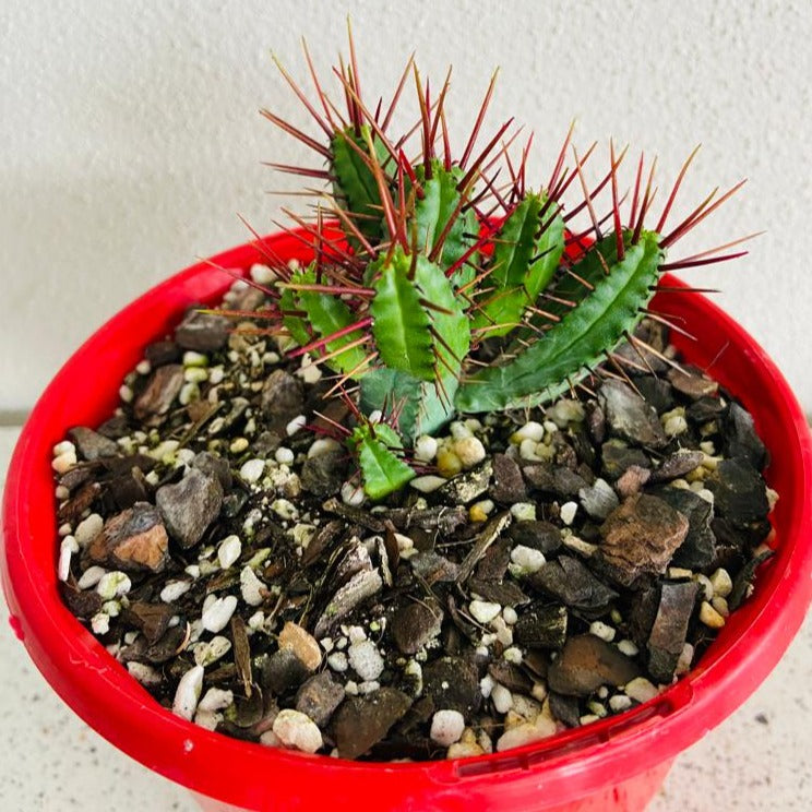 Euphorbia Enopla – Succulents World