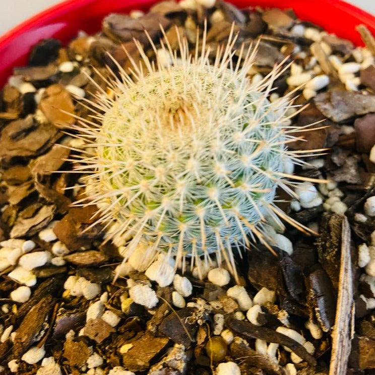 Cacti - Pincushion Cactus Geminispina – Succulents World