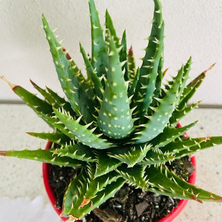 Aloe Bumble Bee TM – Succulents World